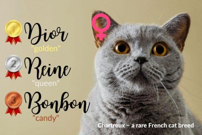 French Cat Names With Meanings for Your Mignon Kitten