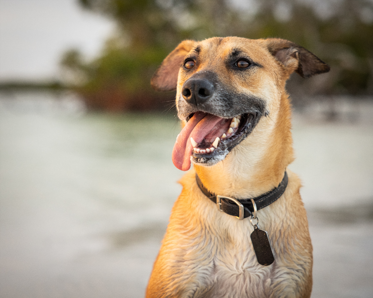 Guard Dog Breeds: 10 Best Guard Dogs