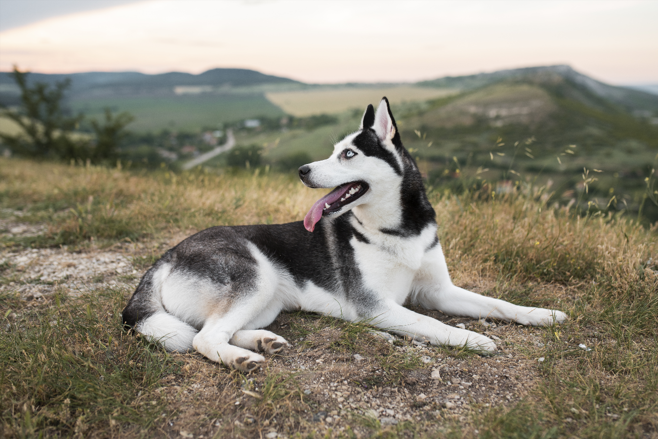 Husky Breeds: Getting to Know Husky Dog Breeds