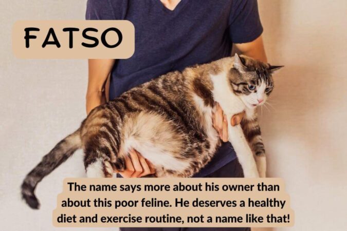 Inappropriate Cat Names That Will Make People Gasp