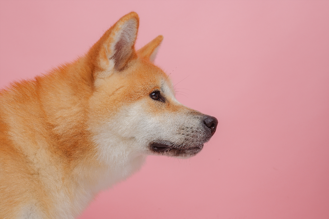 Japanese Dog Breeds & Their Characteristics