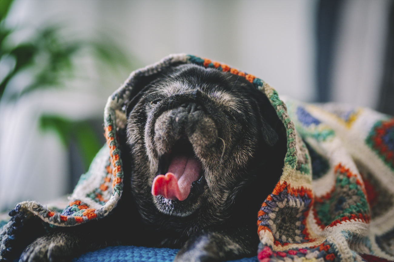 Lazy Dog Breeds & Their Characteristics