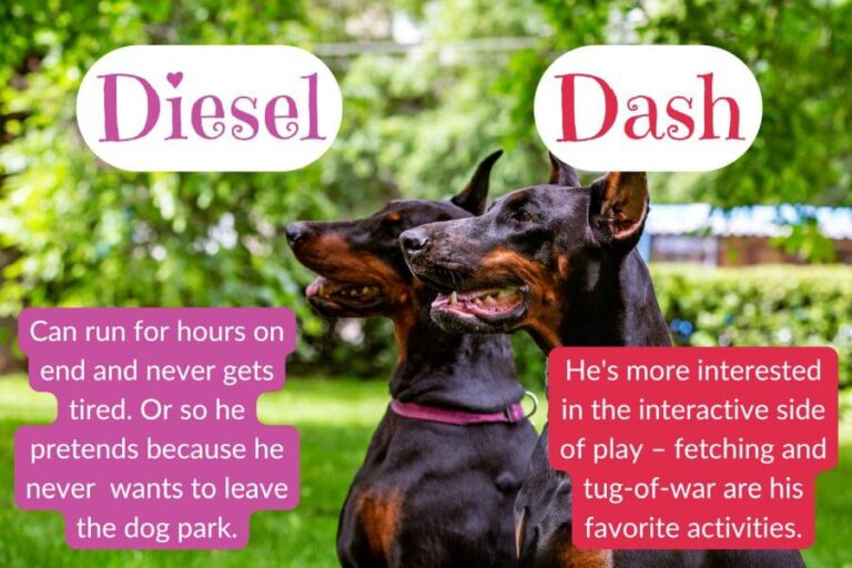 Dog Names That Start With D – 30+ Best Ideas