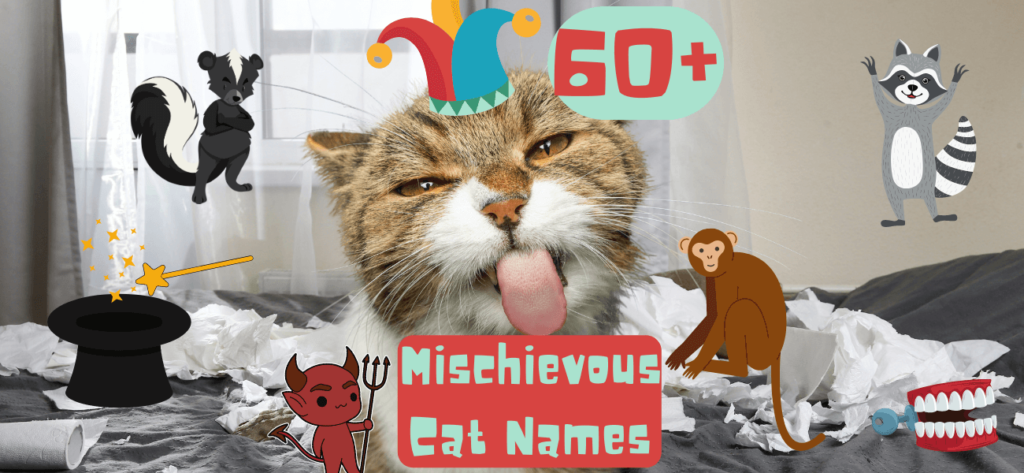 Mischievous Cat Names – 60+ Ideas for Your Kitten - PetsTime