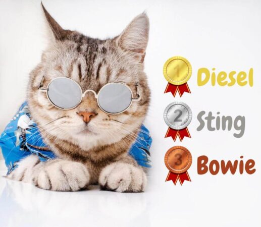 Cool Boy Cat Names – 50 Ideas for Your Boy Kitten - PetsTime
