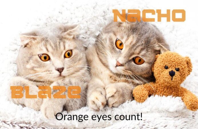 Tabby Cat Names – 90+ Perfect Names for Tabbies - PetsTime