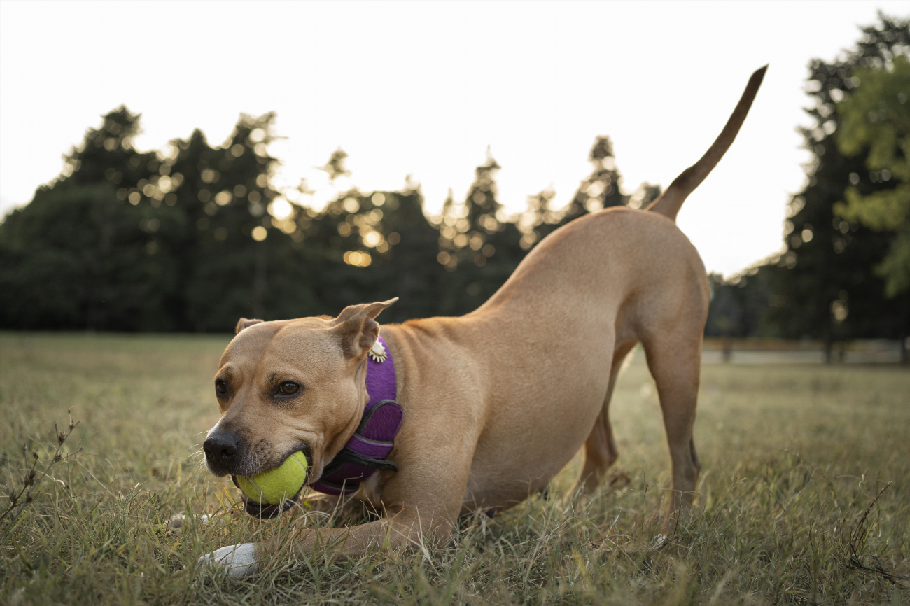 Pitbull Breeds: Types of Pitbulls and Their Characteristics
