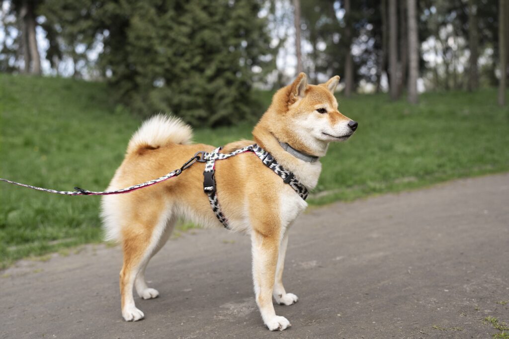 Shiba Inu: Dog Breed Information
