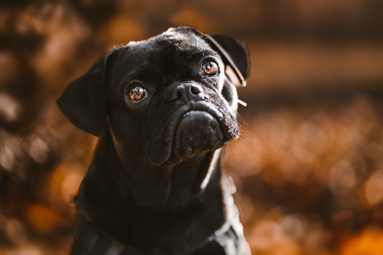 Ugly Dog Breeds Our Rating Ugly Dog Breeds Our Rating